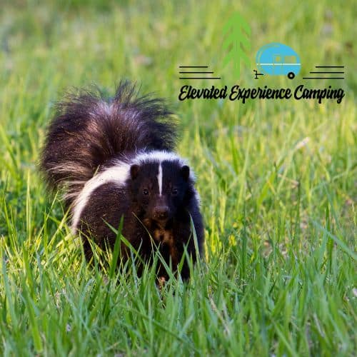 RV Campgrounds Alberta | What To Do When You Encounter A Skunk